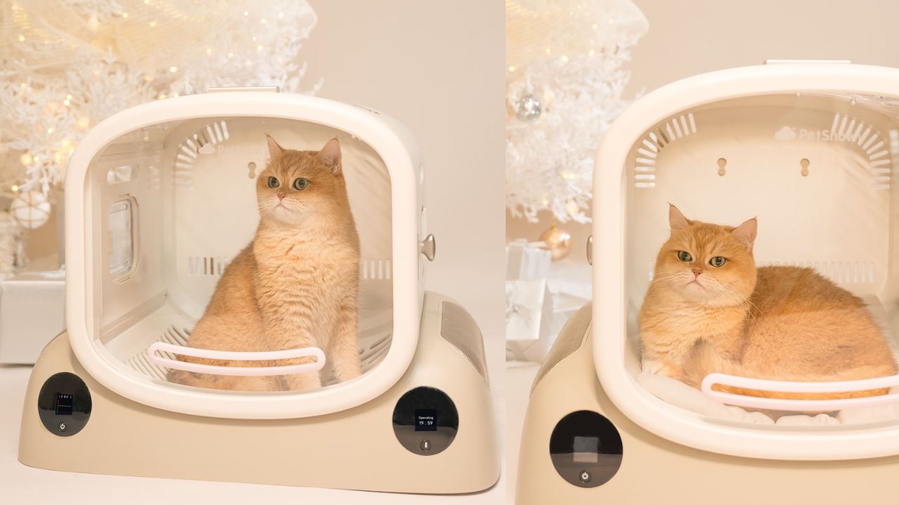 Pet Dryer Benefits: Faster Drying, Less Mess, Happier Pets - Terence ...
